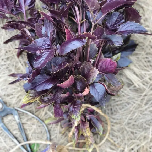 Beautiful Basil! How To Dry & Store Your Yield! | It's My Sustainable Life