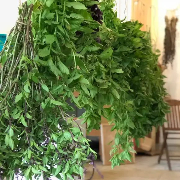 Beautiful Basil! How To Dry & Store Your Yield! | It's My Sustainable Life