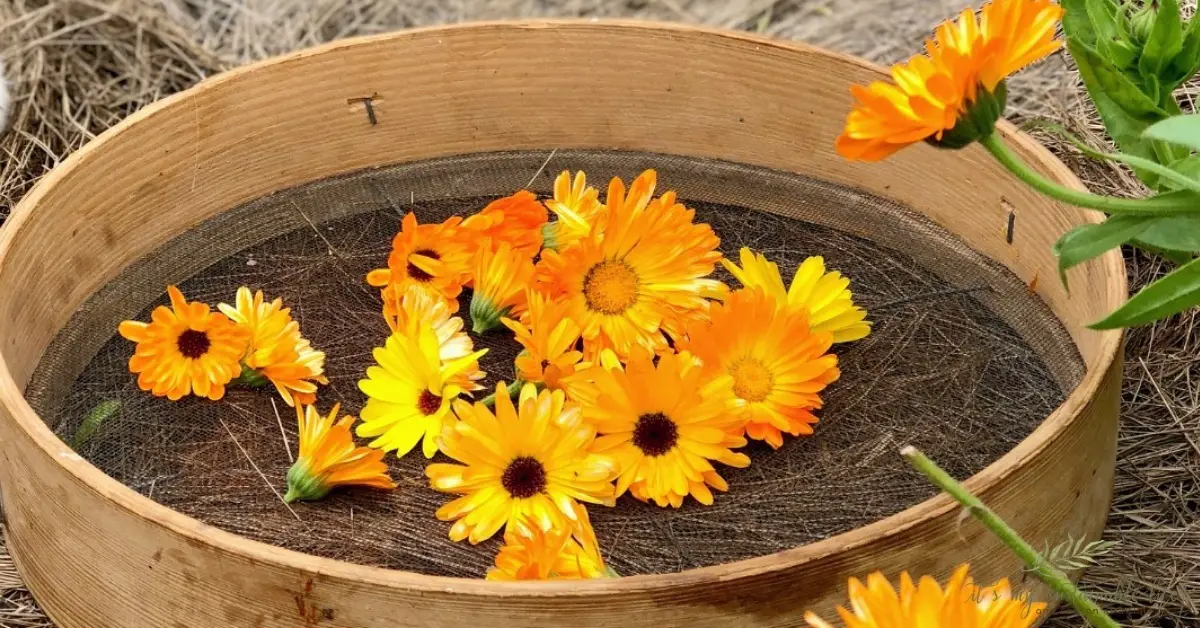 How To Make & Use Calendula Oil