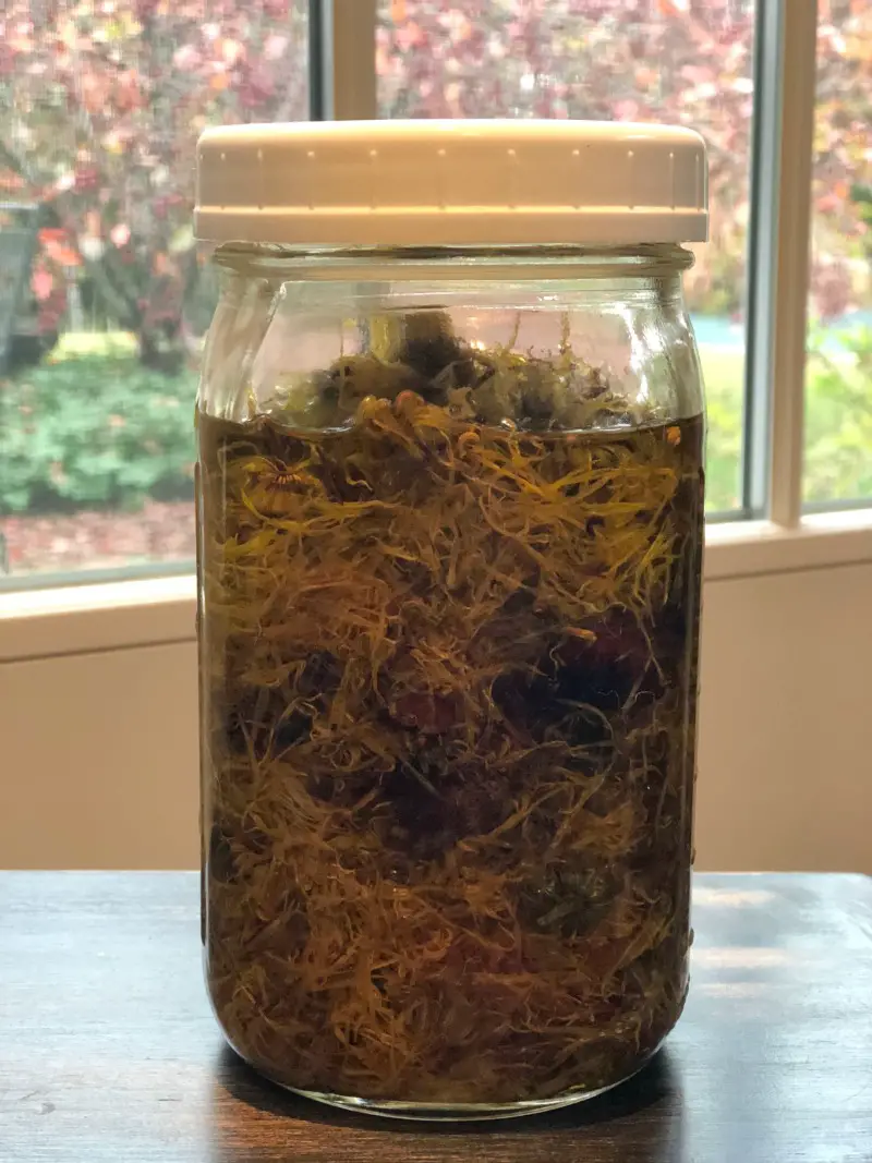 How To Make & Use Calendula Oil | It's My Sustainable Life