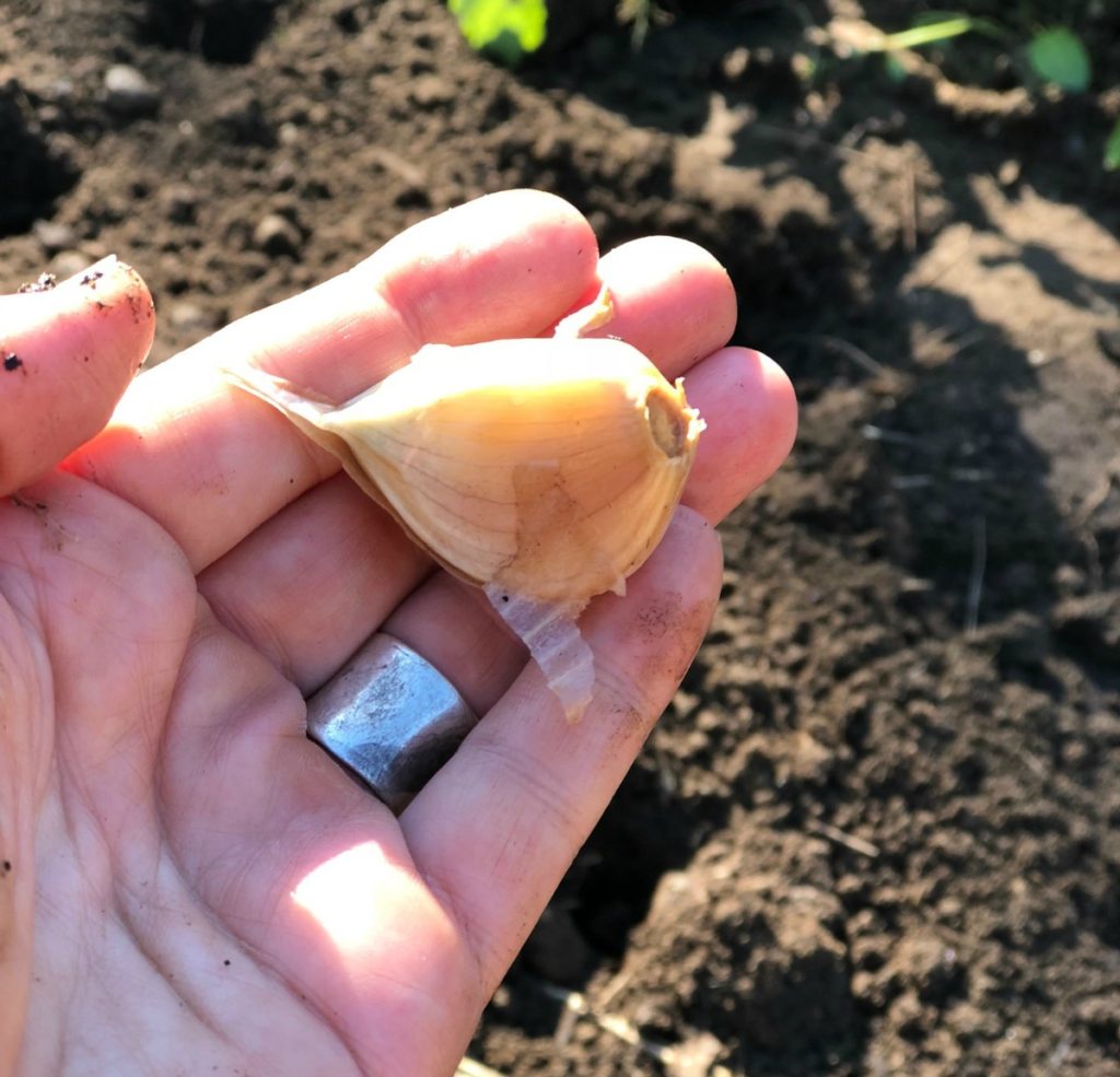 Planting Garlic For Next Year's Harvest