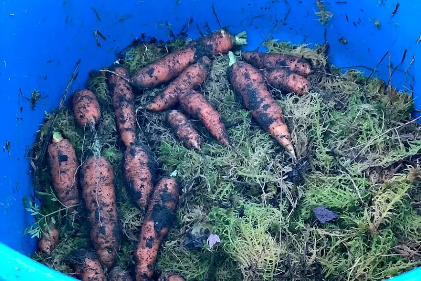 Storing Carrots For Winter