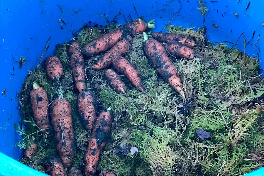 Storing Carrots For Winter