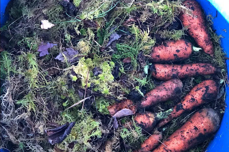 Storing Carrots For Winter