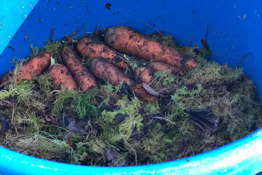 Storing Carrots For Winter