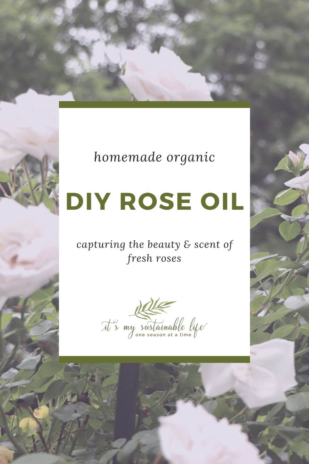 DIY Rose Oil & Rose Water