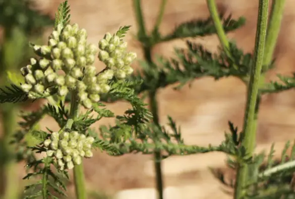 Yarrow & Its Many Uses