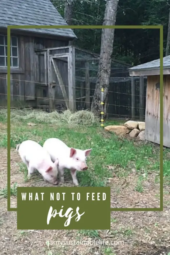 What Not To Feed Your Pig - It's My Sustainable Life