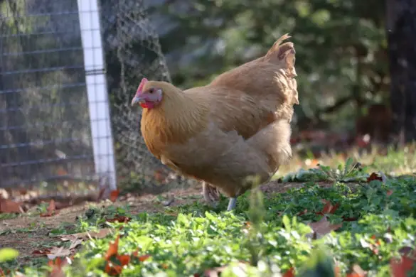 19 Terrific Homesteading Blogs You Don't Want To Miss