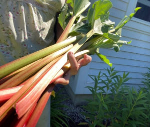 Harvesting Rhubarb - When And How - It's My Sustainable Life