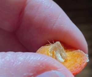 Foraging Rose Hips {Identify, Harvest, And Use} - It's My Sustainable Life