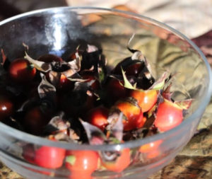 Foraging Rose Hips {Identify, Harvest, And Use} - It's My Sustainable Life