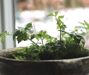 How To Grow Parsley In A Pot - It's My Sustainable Life