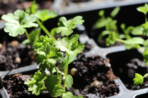 How To Grow Parsley In A Pot - It's My Sustainable Life