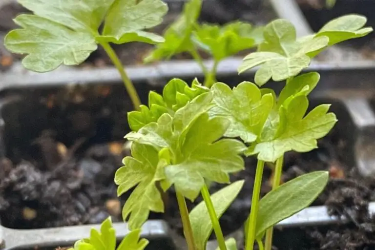 How To Grow Parsley In A Pot - It's My Sustainable Life
