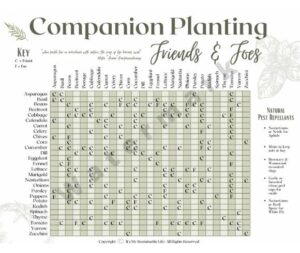 Benefits Of Companion Planting - It's My Sustainable Life