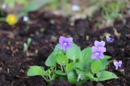 Foraging Wild Violets - How To Identify And Use - It's My Sustainable Life