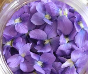 Foraging Wild Violets - How To Identify And Use - It's My Sustainable Life