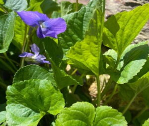 Wild Violet Vinegar - How To Make And Use - It's My Sustainable Life